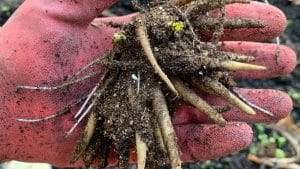 How to Grow Ranunculus and Anemone From Corms – Bloom