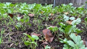 How to Grow Ranunculus and Anemone From Corms – Bloom